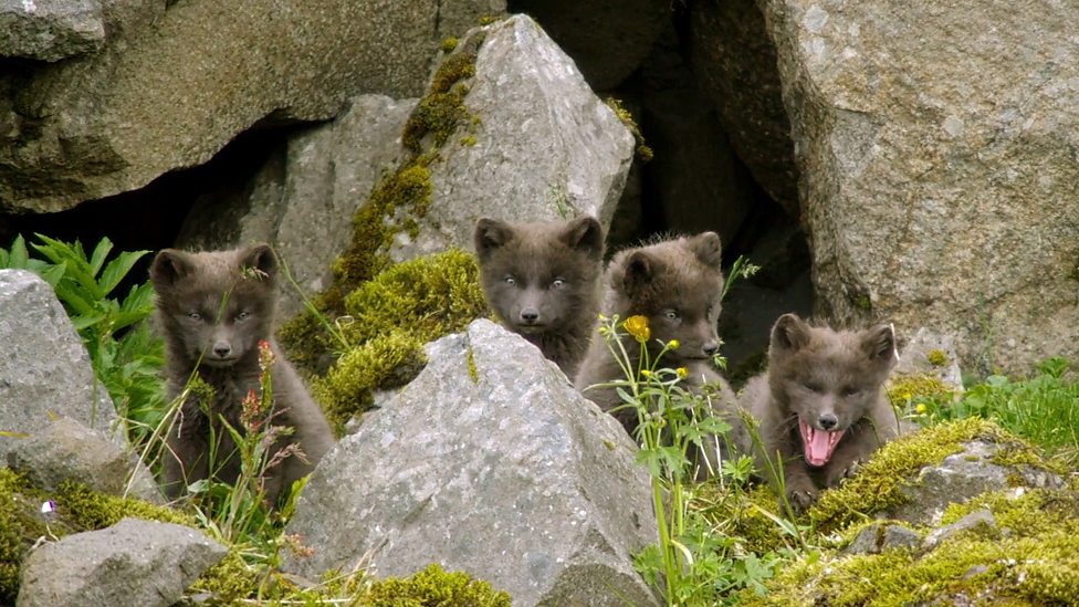 BBC Scotland - BBC Scotland - Adorable four-week-old Arctic fox pups ...