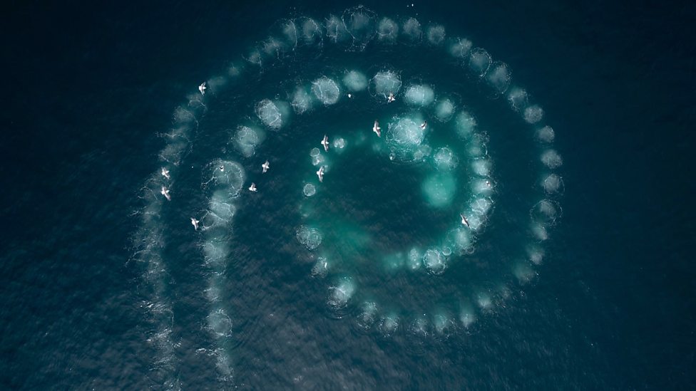 BBC One - Seven Worlds, One Planet, Series 1, Antarctica, Humpbacks ...