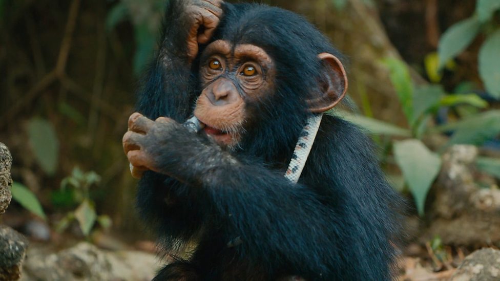 BBC Two - Baby Chimp Rescue, Series 1, Miracles Can Happen, Snake ...