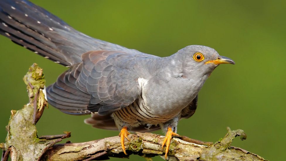 BBC Two - Springwatch, 2020, Episode 1, The first cuckoo of spring