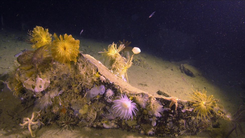 BBC Four - Deep Ocean: Giants of the Antarctic Deep, Exploring the deep ...