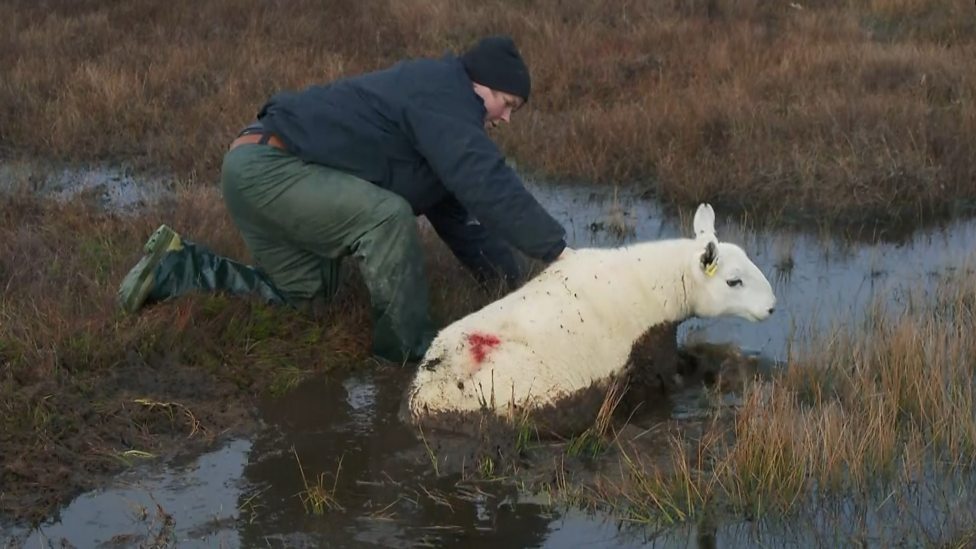 BBC Two - This Farming Life, Series 4, Episode 3, Sheep stuck in a bog