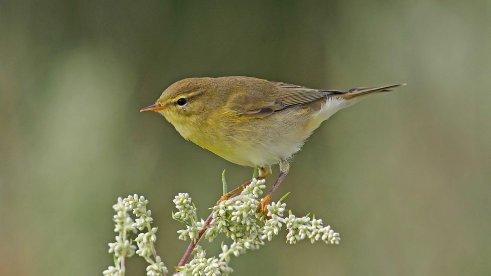 BBC Radio 3 - Breakfast, Sunday - Martin Handley - Listen and learn: a ...