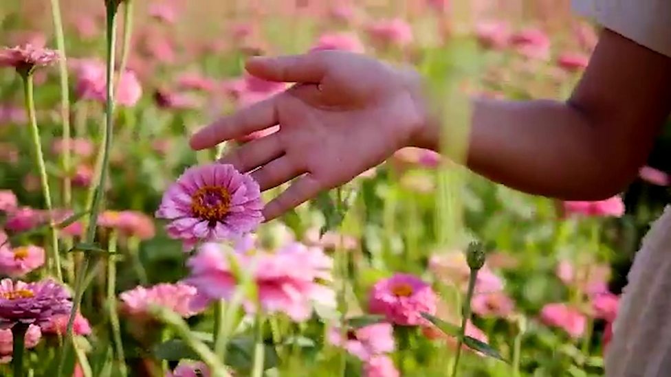 CBeebies - Colours, CBeebies: Colours 'Pink' clip