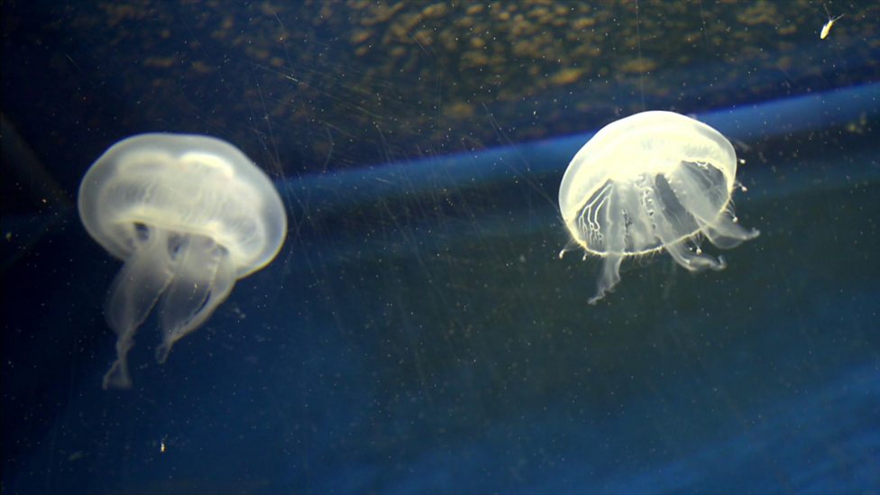 BBC Scotland - The Nine, 16/07/2020, Jellyfish season in Scotland's ...