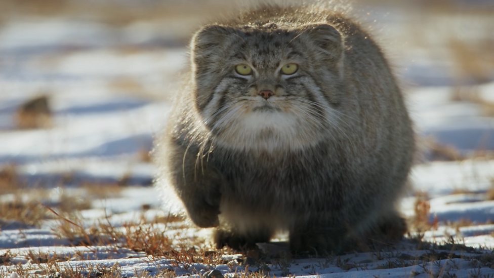 BBC One - Frozen Planet II - Pallas’s cats on the Mongolian Steppe