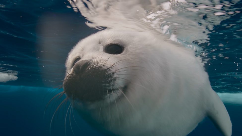 BBC One - Frozen Planet II, Series 1, Frozen Ocean, Harp seal swimming lessons