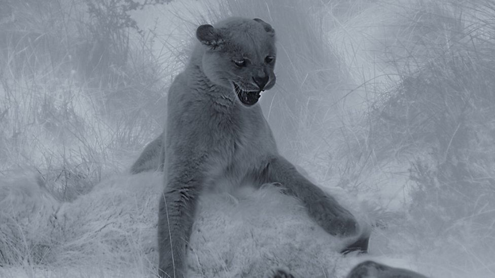 BBC One - Frozen Planet II - Filming puma in the dark of night