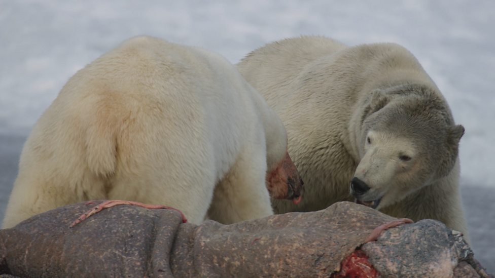 BBC One - Frozen Planet II, Series 1, Our Frozen Planet, Bears are part ...