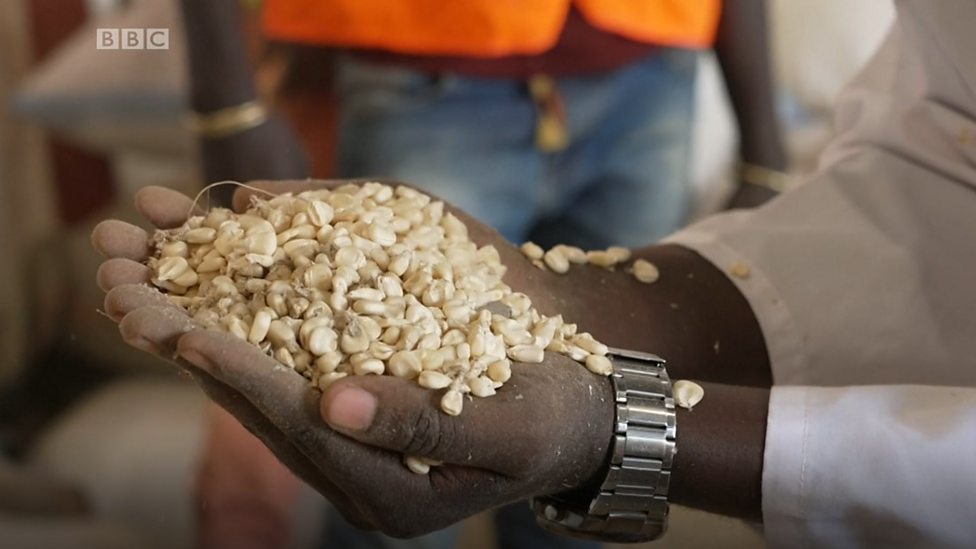 BBC World Service TV - Life Clinic, Aflatoxin poison: scientists in ...