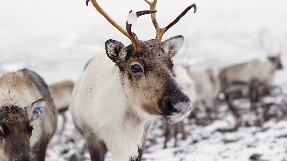 BBC Two - Winterwatch, Relax with reindeer