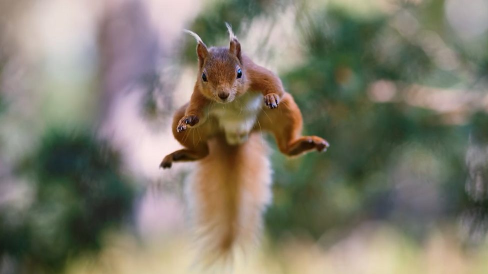 BBC One - Wild Isles, Trailer: Wild Isles