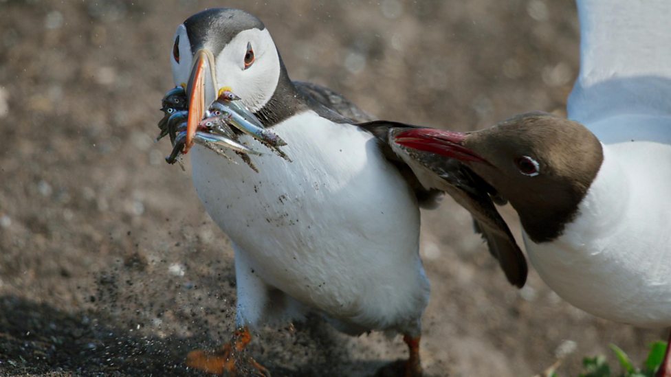 BBC One - Wild Isles - Plucky puffins and David Attenborough – two ...