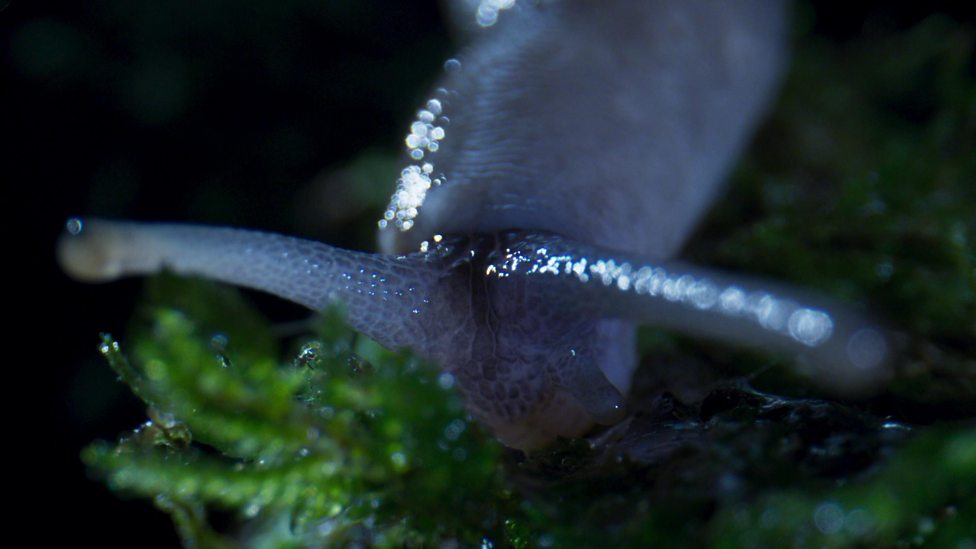 BBC One - Wild Isles - A twelve-inch slug and the weirdest mating ...