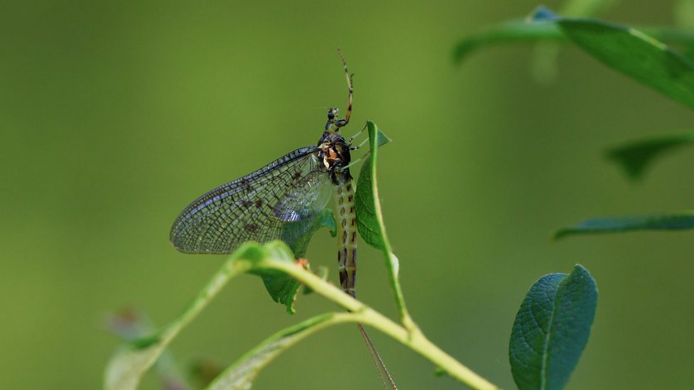BBC One - Wild Isles, Series 1, Freshwater, Mayflies
