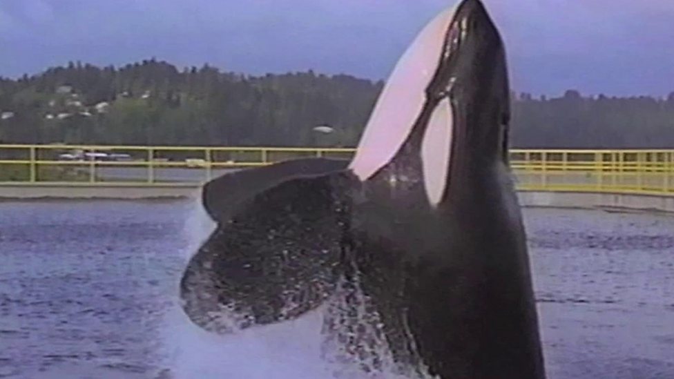 BBC World Service - Witness History, Keiko: Freeing 'Free Willy', How ...