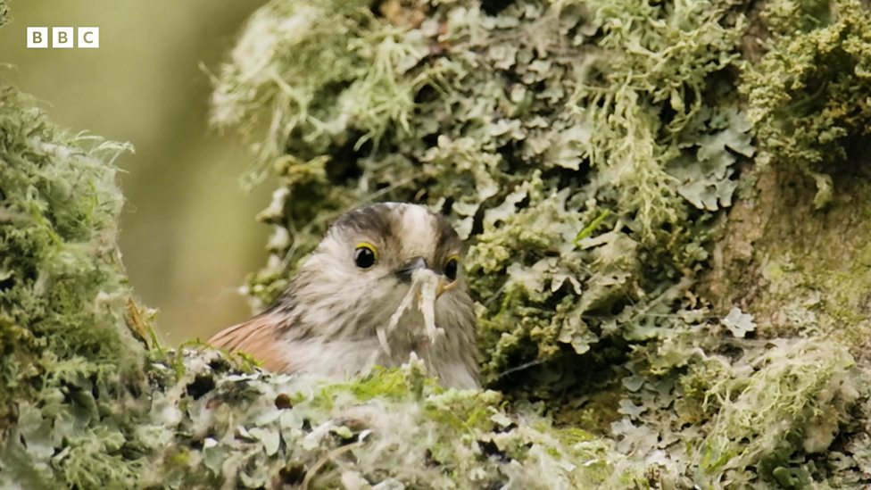 BBC Two - Springwatch, Sit back and relax with this mindful moment of long-tailed tits