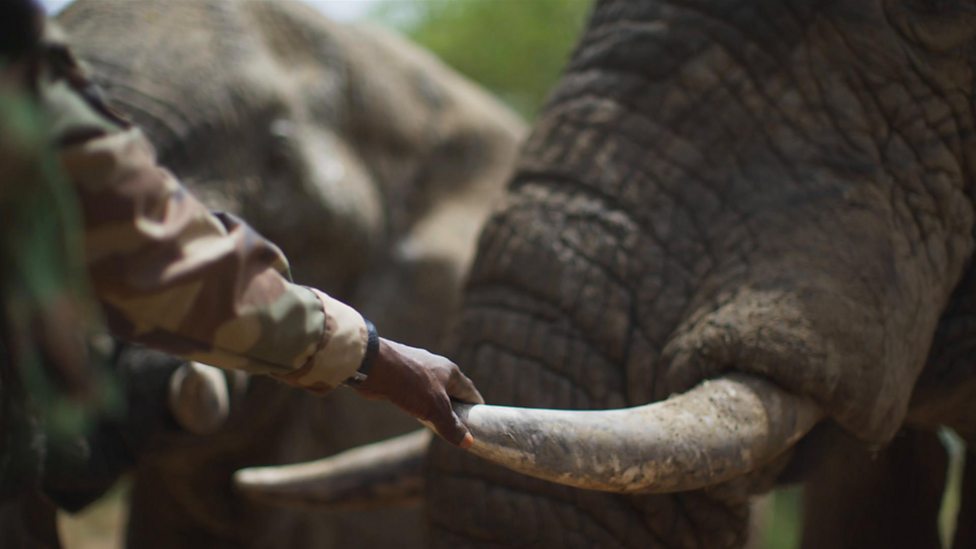 BBC One - Planet Earth III - Filming elephants in an African wildlife ...