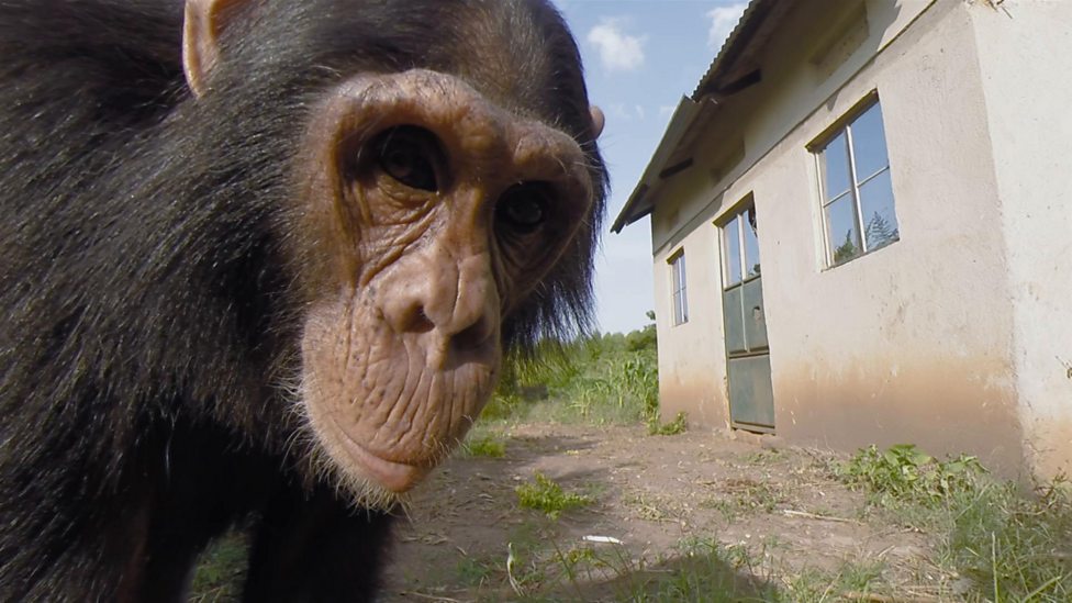 BBC One - Planet Earth III - Q & A on filming chimpanzees living near ...