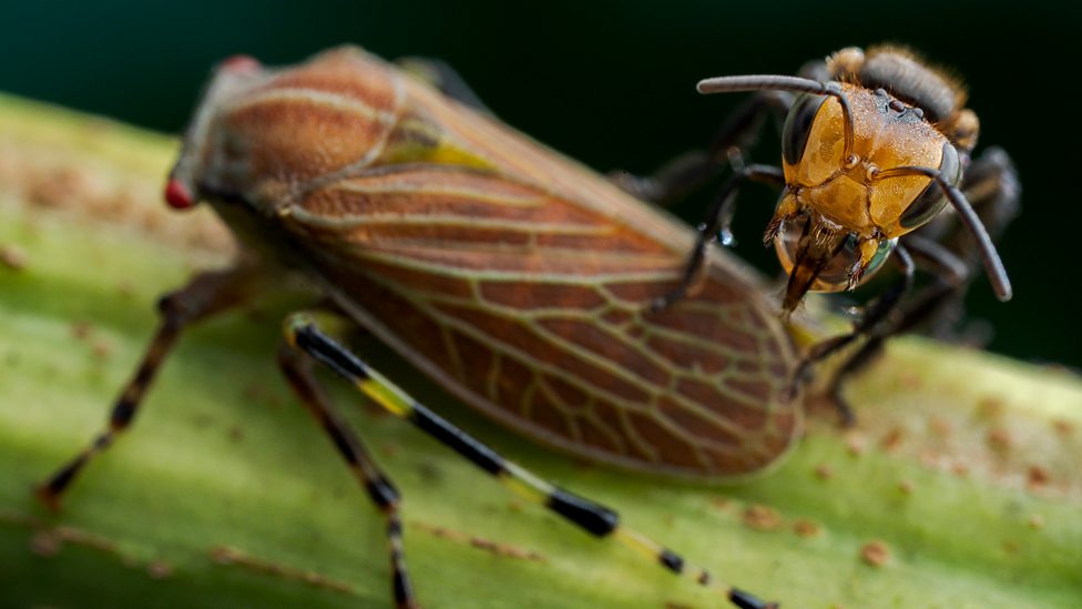 BBC One - Planet Earth III - Filming treehoppers in Ecuador