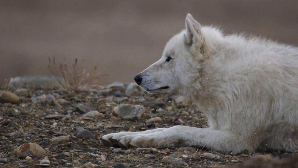 BBC One - Planet Earth III - Filming wolves in the extremes of the high ...