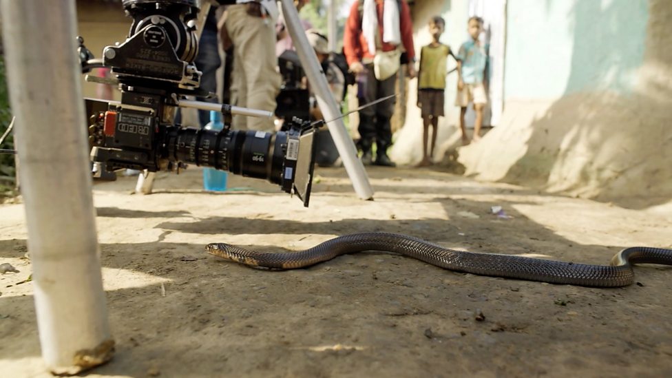 BBC One - Planet Earth III - Living alongside cobras