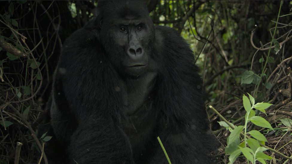 BBC Two - Silverback, Coming face-to-face with a silverback