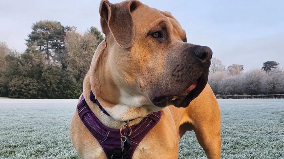 BBC Radio 5 Live - 5 Live In Short, DJ Spoony on muzzling his XL Bully ...