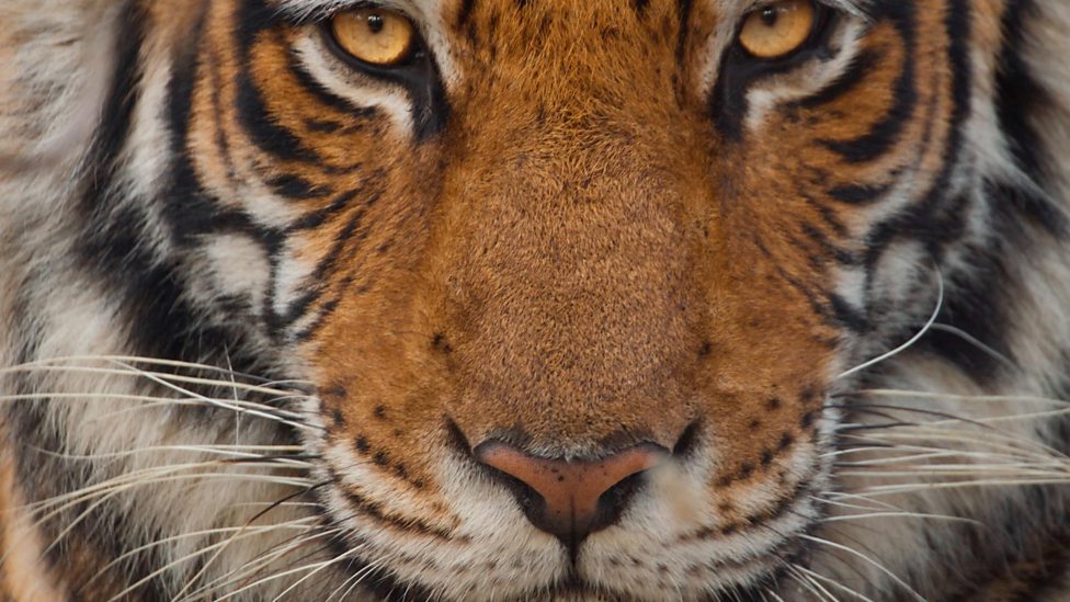 BBC One - Mammals - Making Mammals: Born to survive, built to thrive