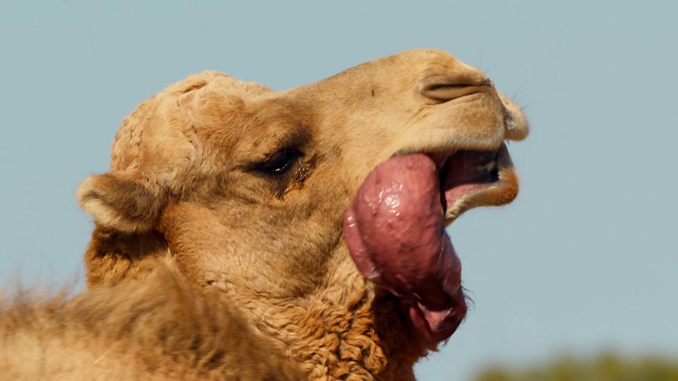 BBC One - Mammals - Camels: Kicking up a storm