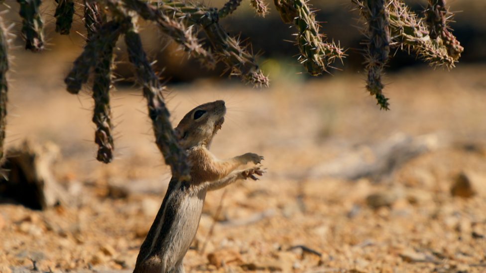 BBC One - Mammals - The biggest risk in the desert: The Cholla cactus