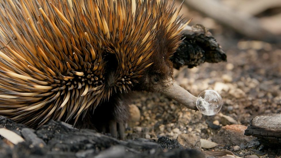 BBC One - Mammals - Surprise footage reveals the voice of one of nature ...