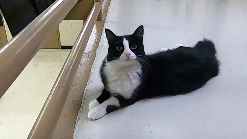 BBC World Service - People Fixing The World, The US prison with a cat ...