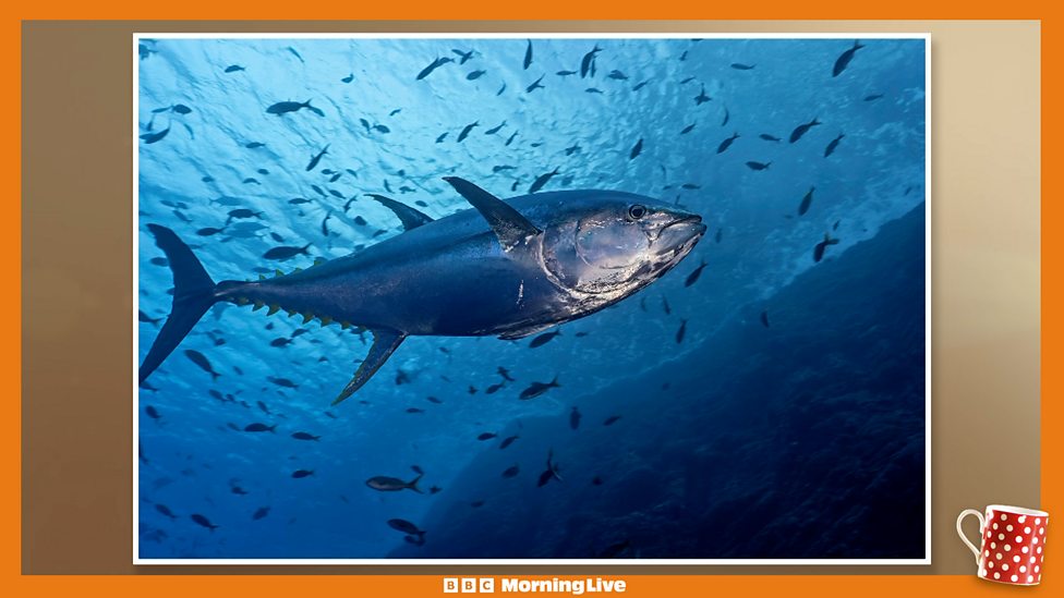 BBC One - Morning Live, Is tuna safe to eat?