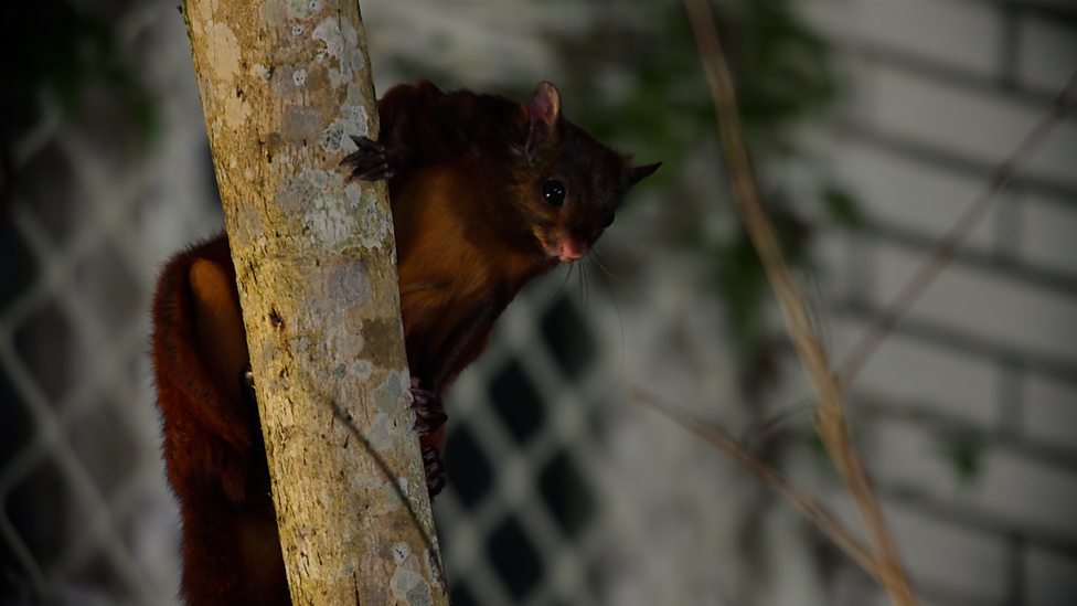 BBC One - Asia - Filming Taipei's giant flying squirrels