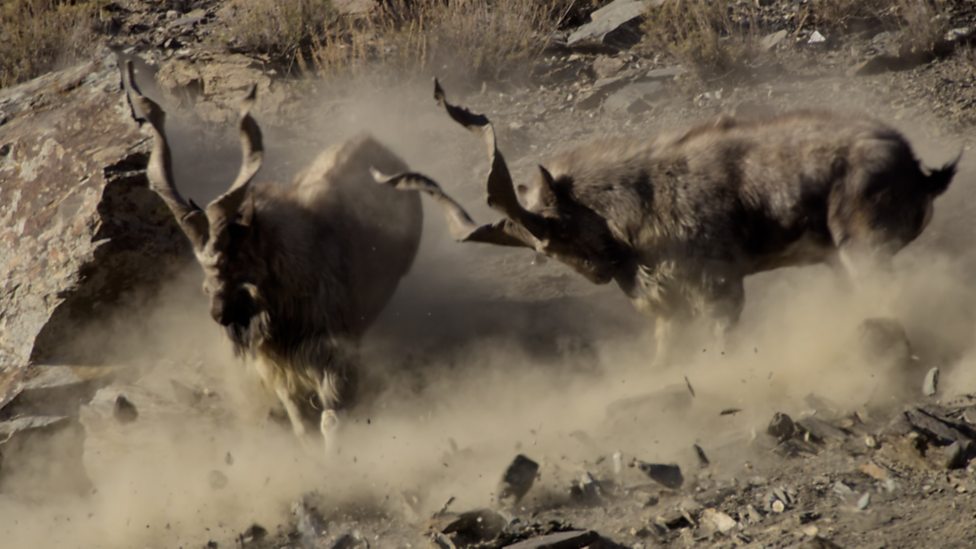 BBC One - Asia - Filming the world’s largest goats in Pakistan