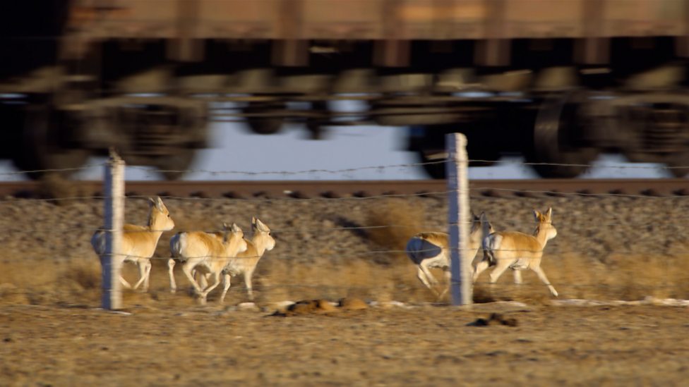BBC One - Asia - Gazelle migration: stopped by the tracks