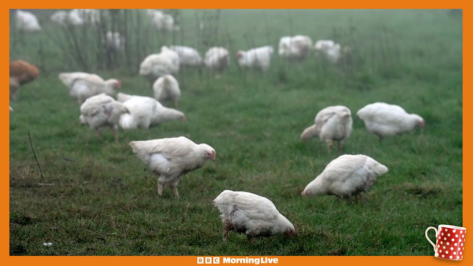 BBC One - Morning Live, What are Frankenchickens?