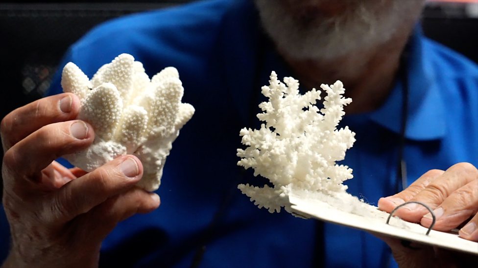 BBC World Service - Witness History, The first global case of coral ...
