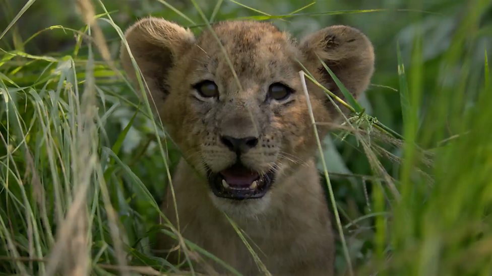 BBC One - Kingdom - Filming lion cubs in a flooded landscape