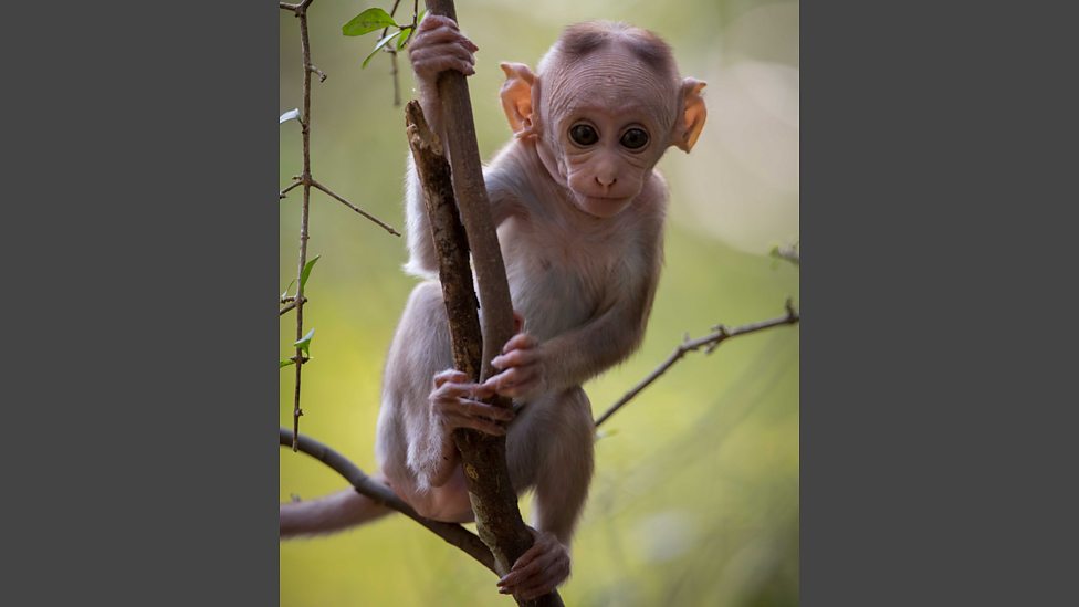 BBC One - Planet Earth Live, Specials, A Monkey's Tale, In pictures: A ...