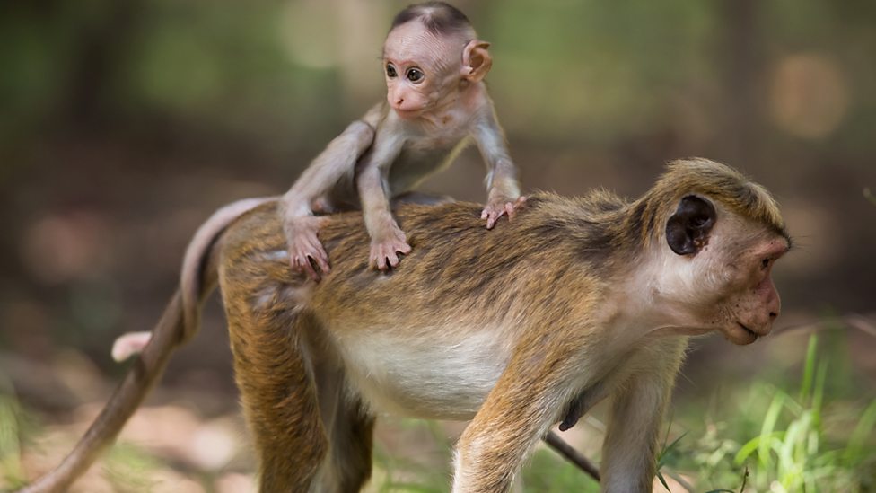 BBC One - Planet Earth Live, Specials, A Monkey's Tale, In pictures: A ...