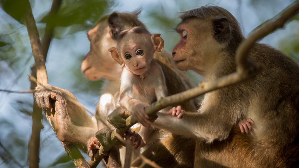BBC One - Planet Earth Live, Specials, A Monkey's Tale, In pictures: A ...