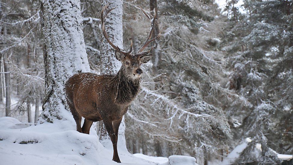 BBC - Wildlife gallery - Stag in snow