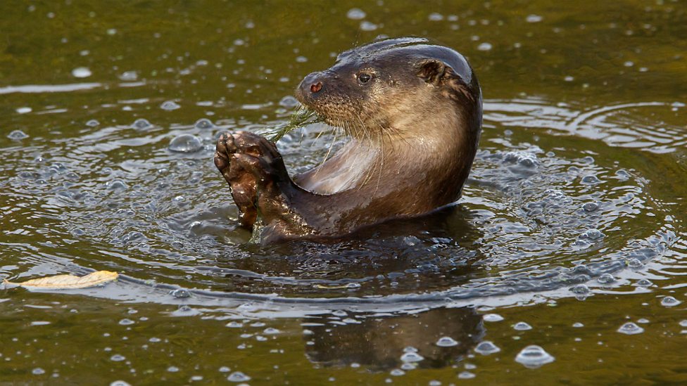 BBC Two - Springwatch, Guide to Otters, Your pictures: Springwatch ...