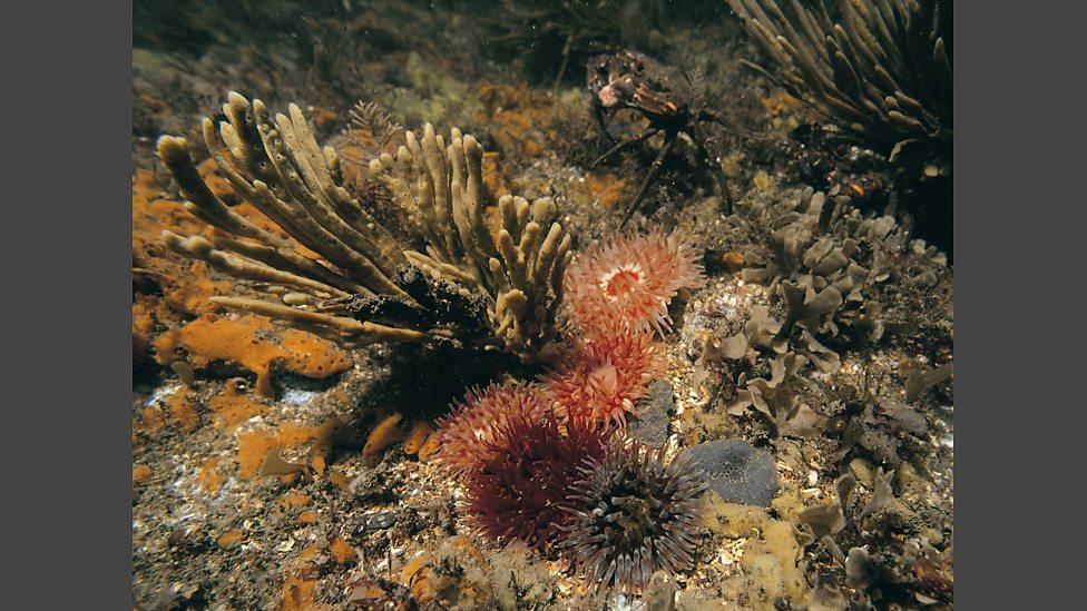 BBC Radio 4 - Saving Species, Series 3, Marine Conservation Zones, UK ...