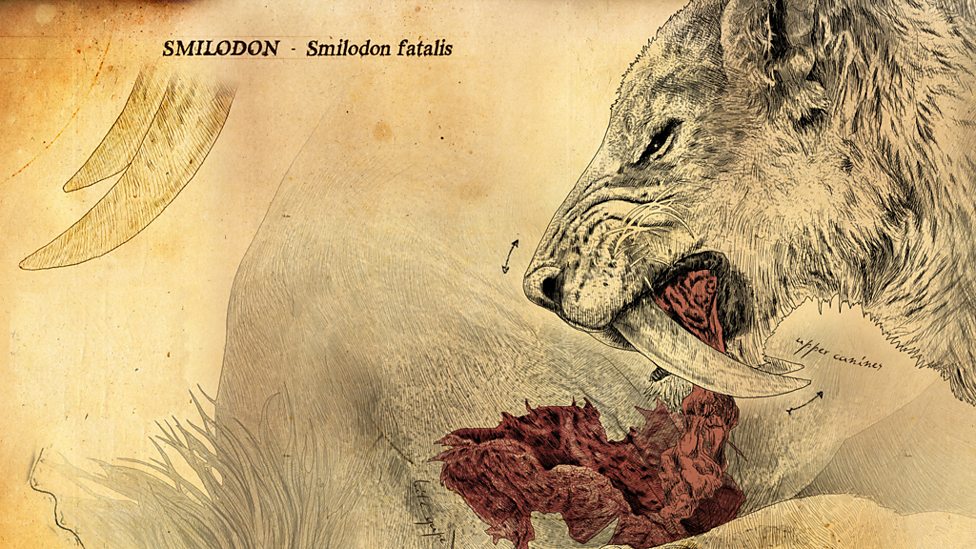 BBC Two - Ice Age Giants, In pictures: The ice age giants - Smilodon