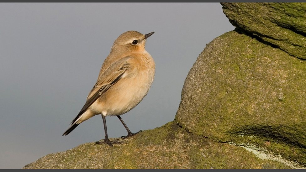 BBC Radio 4 - Tweet of the Day, Tweet of the Day - British Birds ...