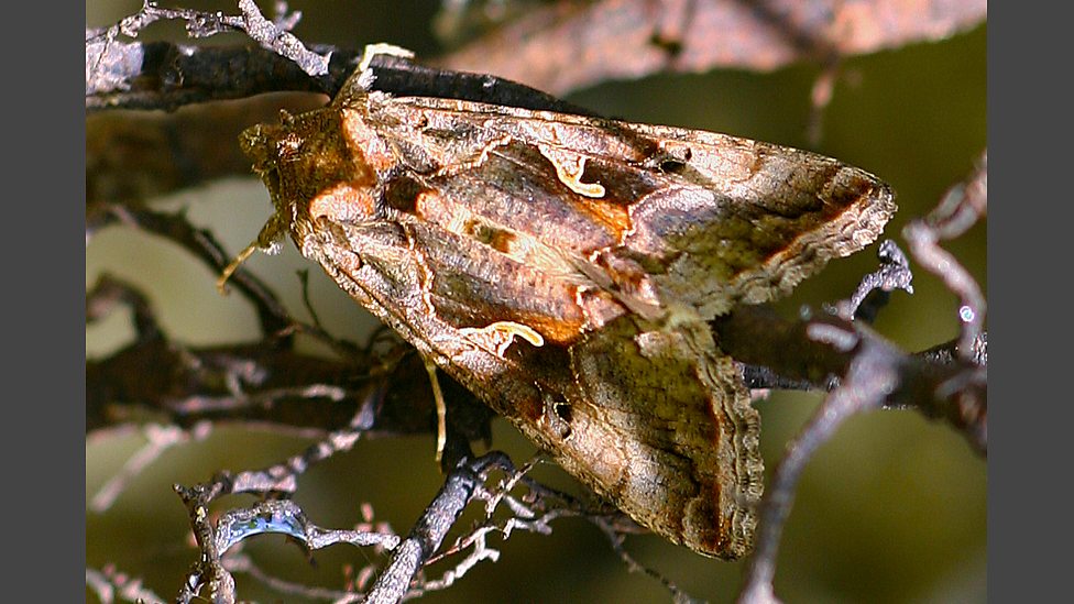 BBC Two - Springwatch, Springwatch Guide to Butterflies and Moths, UK ...