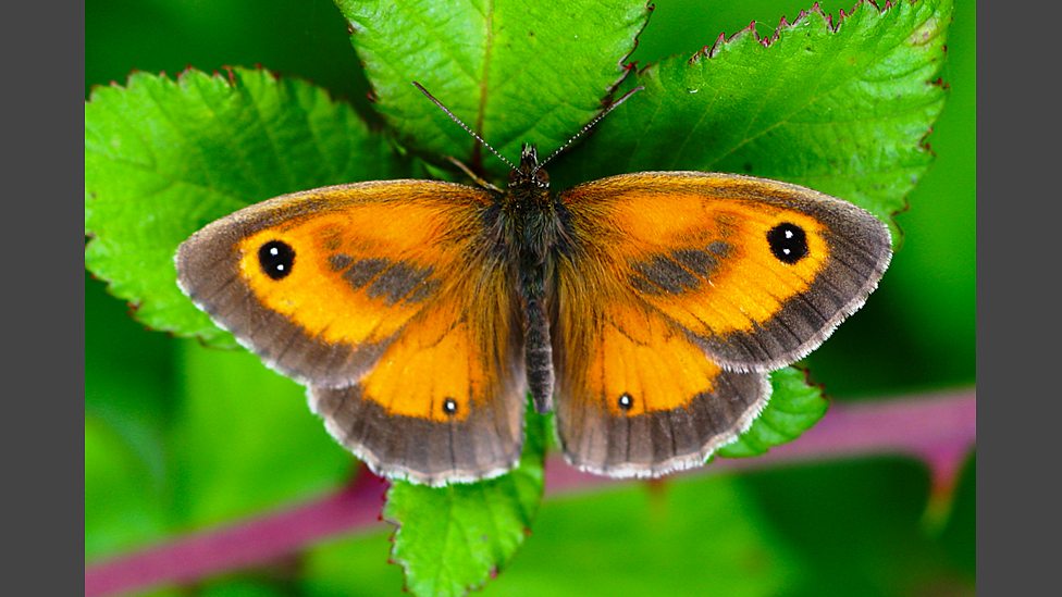 BBC Two - Springwatch, Springwatch Guide to Butterflies and Moths, UK ...